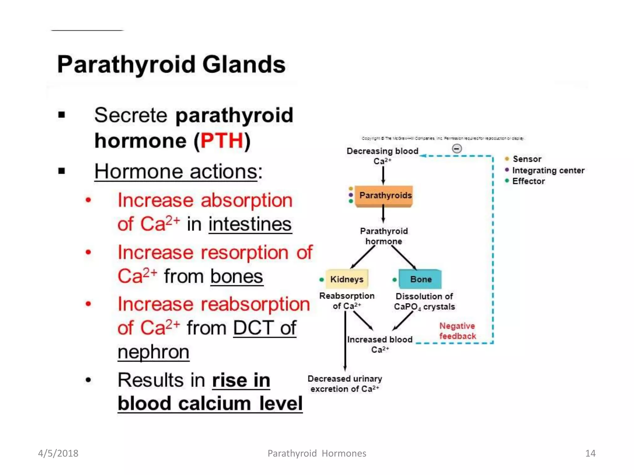 ParaThyroid Hormone Synthesis,Storge Secretion and Transportation | PPTX