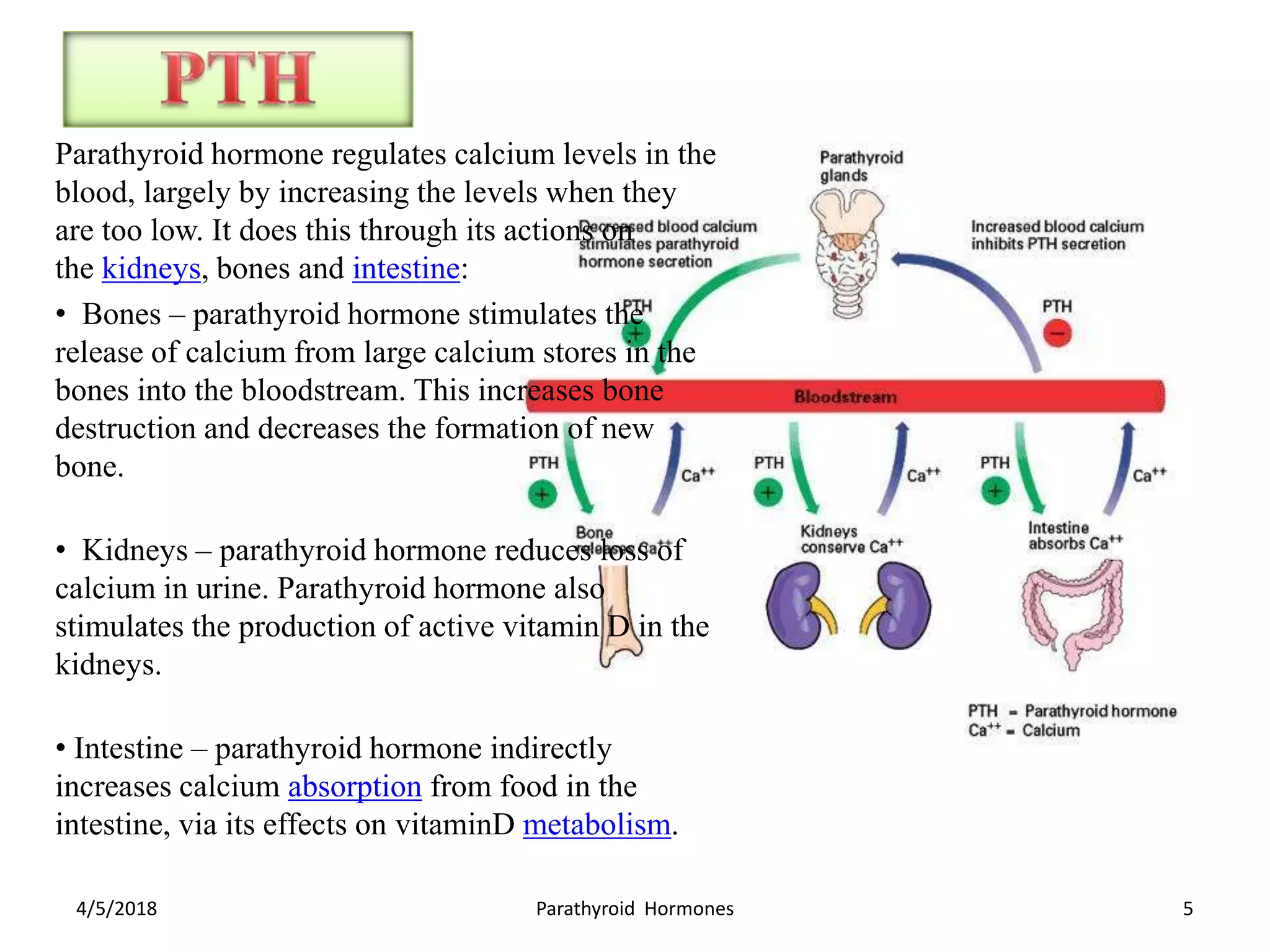 ParaThyroid Hormone Synthesis,Storge Secretion and Transportation | PPTX