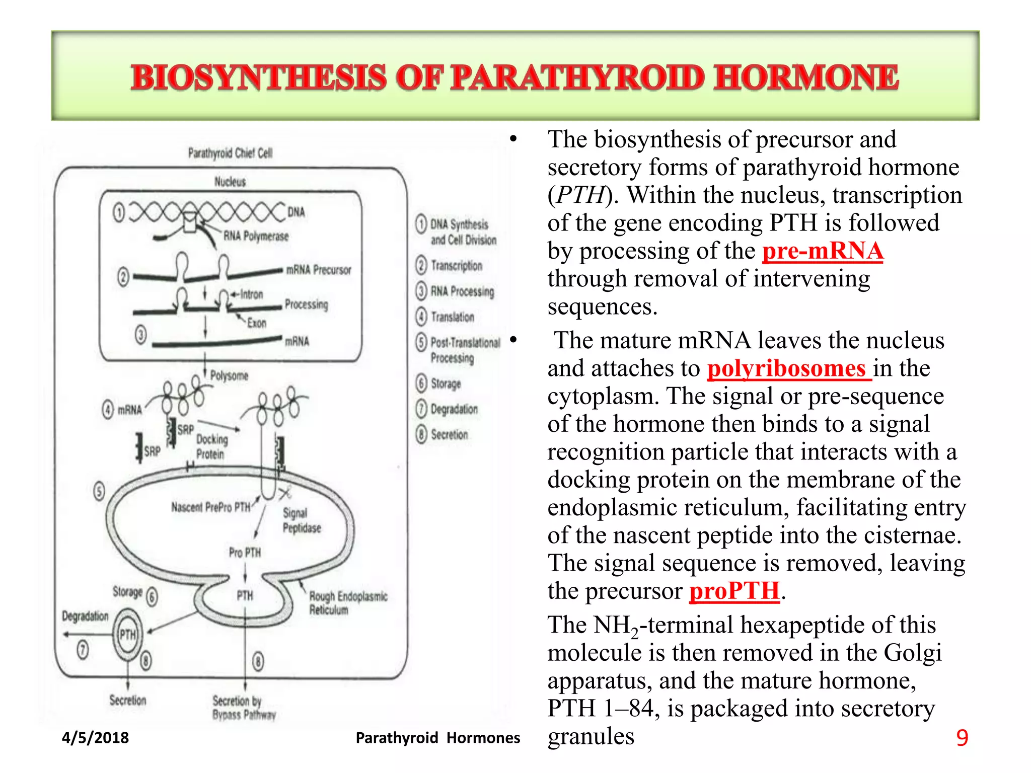 ParaThyroid Hormone Synthesis,Storge Secretion and Transportation | PPTX
