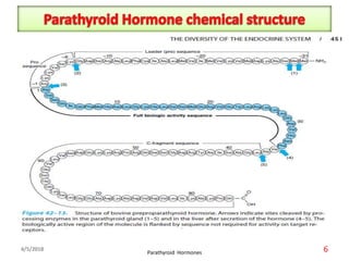 Parathyroid Hormone Structure