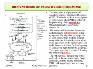 Parathyroid Hormone Mechanism