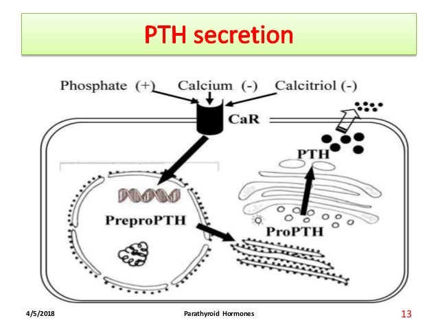 ParaThyroid Hormone Synthesis,Storge Secretion and Transportation