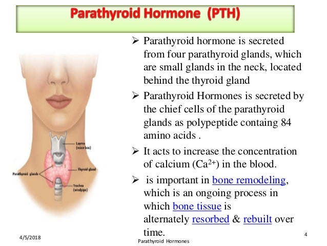 ParaThyroid Hormone Synthesis,Storge Secretion and Transportation