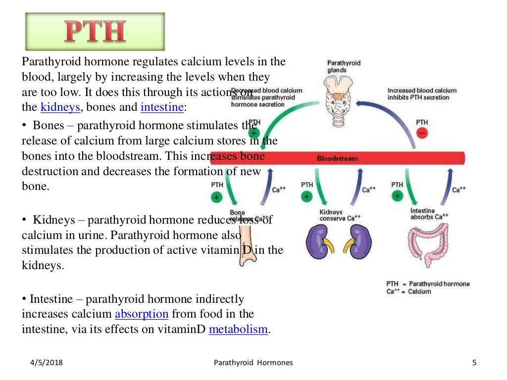 ParaThyroid Hormone Synthesis,Storge Secretion and Transportation