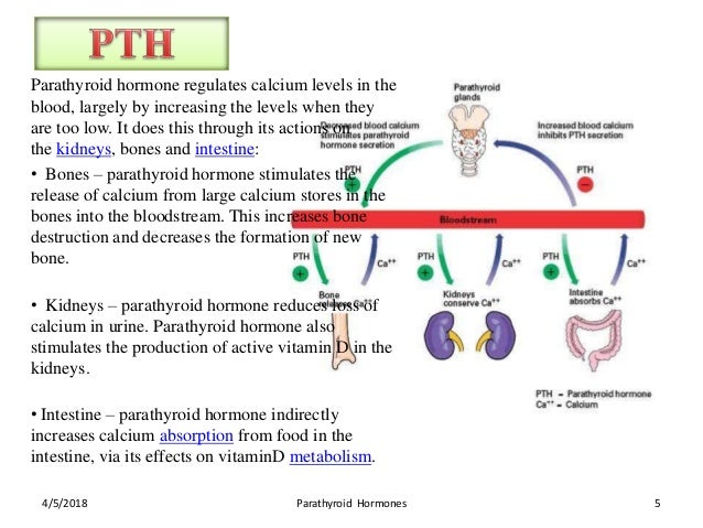 Parathyroid Hormone Functions Types And Its Hormone Levels Ppt Chapter