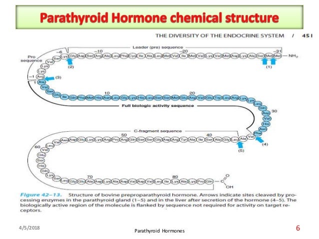 ParaThyroid Hormone Synthesis,Storge Secretion and Transportation