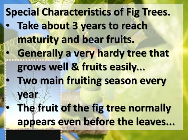 Parable of the barren fig tree Luke 13 6 9 | PDF | Christianity ...