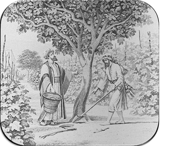 Parable Of The Barren Fig Tree: Verse, Meaning – TMBI
