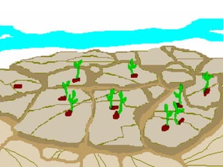 Parable of the seed sower | PPT