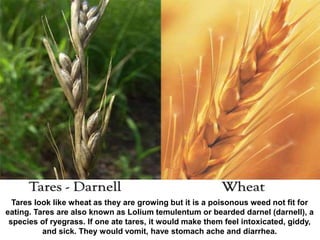 Parable of the Tares | PPT