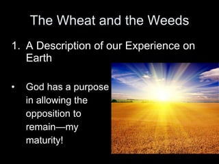 The Wheat and The Weeds | PPT