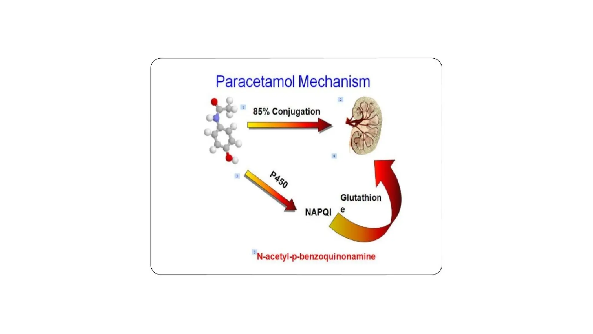 slides of PARACETAMOL POISONING- abi.ppt