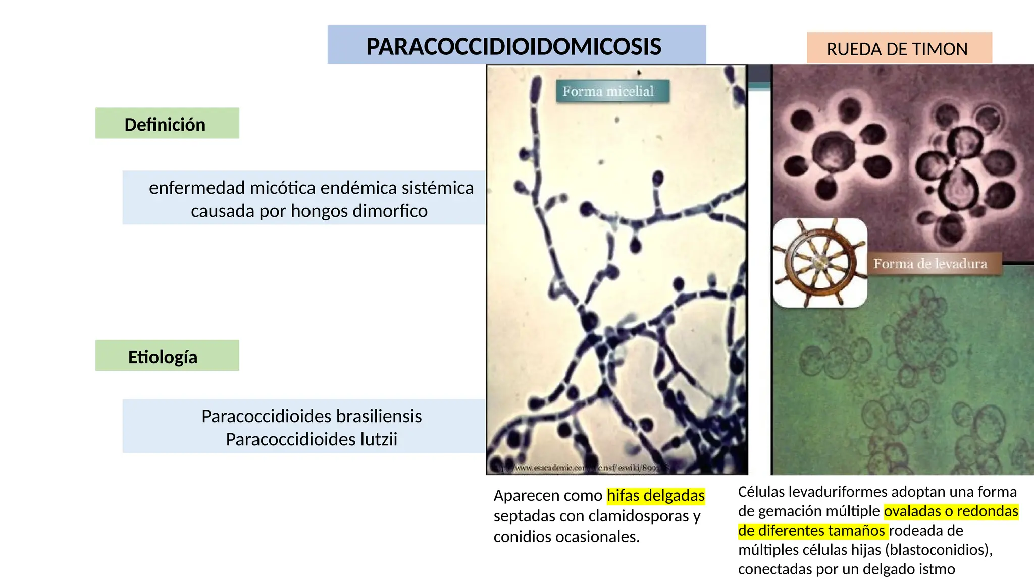 Paracoccidioidomicosis Infectologia Umss Pptx