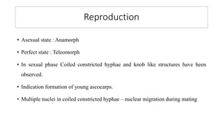 PARACOCCIDIOIDOMYCOSIS.pptx