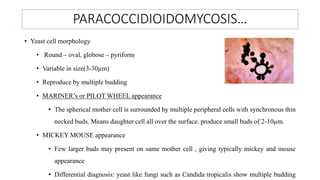 PARACOCCIDIOIDOMYCOSIS.pptx