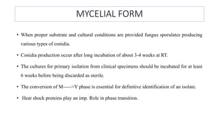 PARACOCCIDIOIDOMYCOSIS.pptx