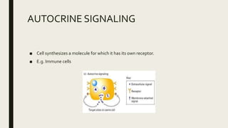 Paracrine factors 2 | PPTX