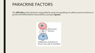 Paracrine factors 2 | PPTX
