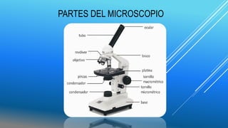 MICROSCOPIO-POWER POINT | PPTX