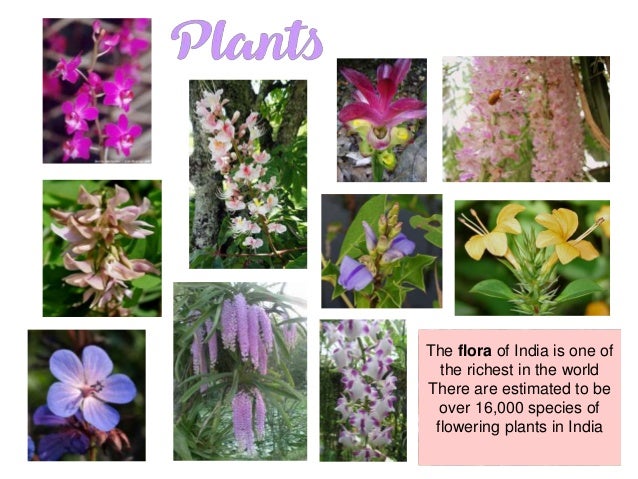 Flora and Fauna of India