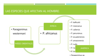 Parasitología - Paragonimus | PPTX