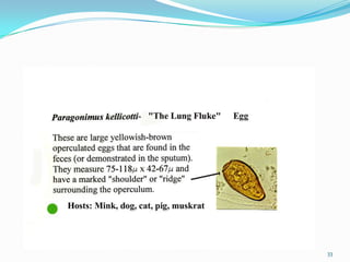 Paragonimus Westermani Egg Operculum