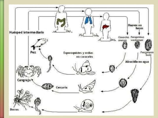 Paragonimiasis Pulmonar | PPTX