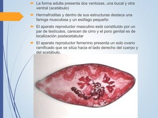 Paragonimosis | PPTX