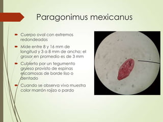 Huevo De Paragonimus Westermani