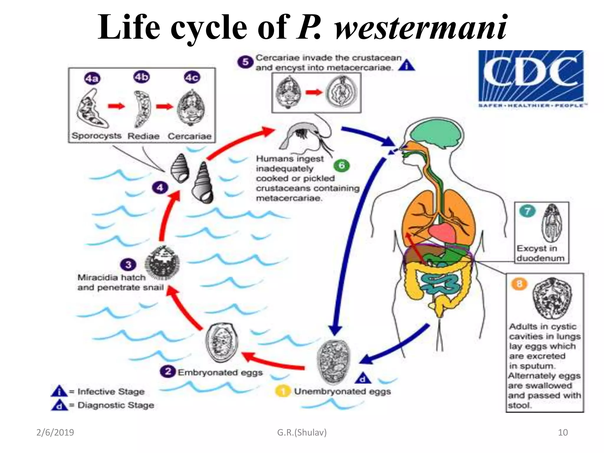 Paragonimus westermani | PDF