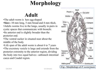 Paragonimus westermani | PDF