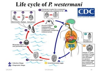 Paragonimus Westermani Life Cycle