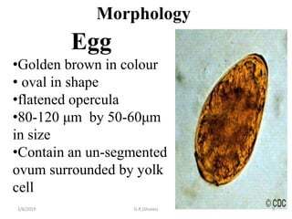 Paragonimus Westermani Egg Morphology