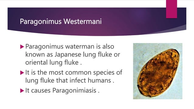 paragonimus westermani.pptx | Lung and Respiratory Health | Diseases ...