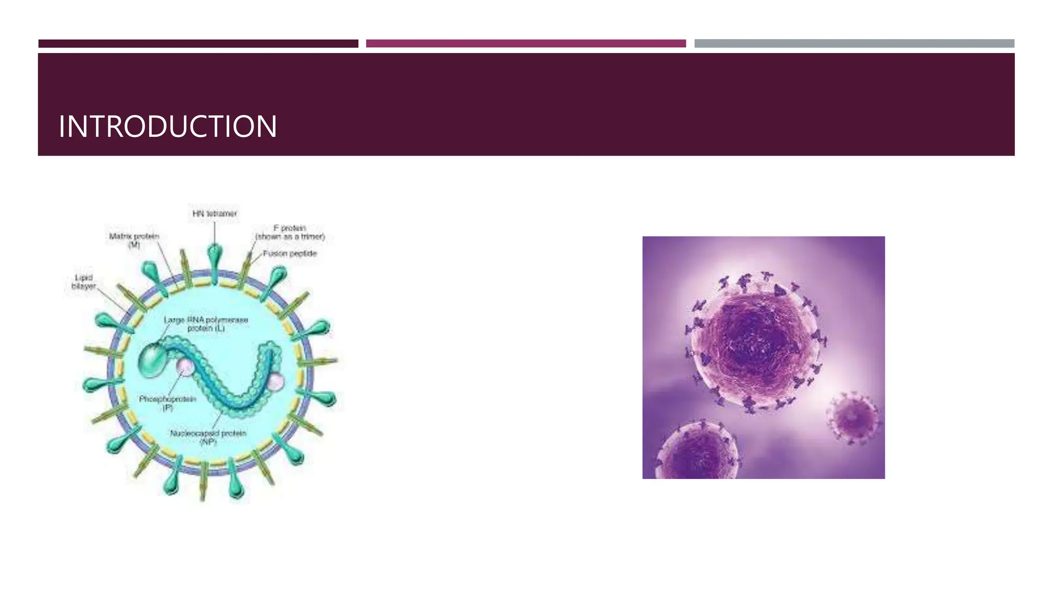 para influenza virusaaaaaaaaaaaaaaa.pptx