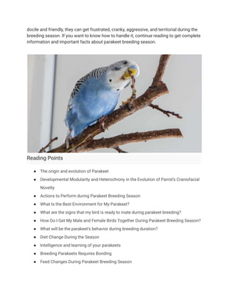 Parakeet Care Sheet