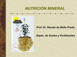 nutricion mineral de las plantas y fertilizantes | PPT