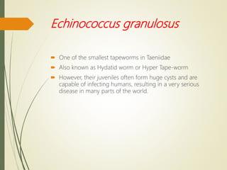 Echinococcosis | PPTX