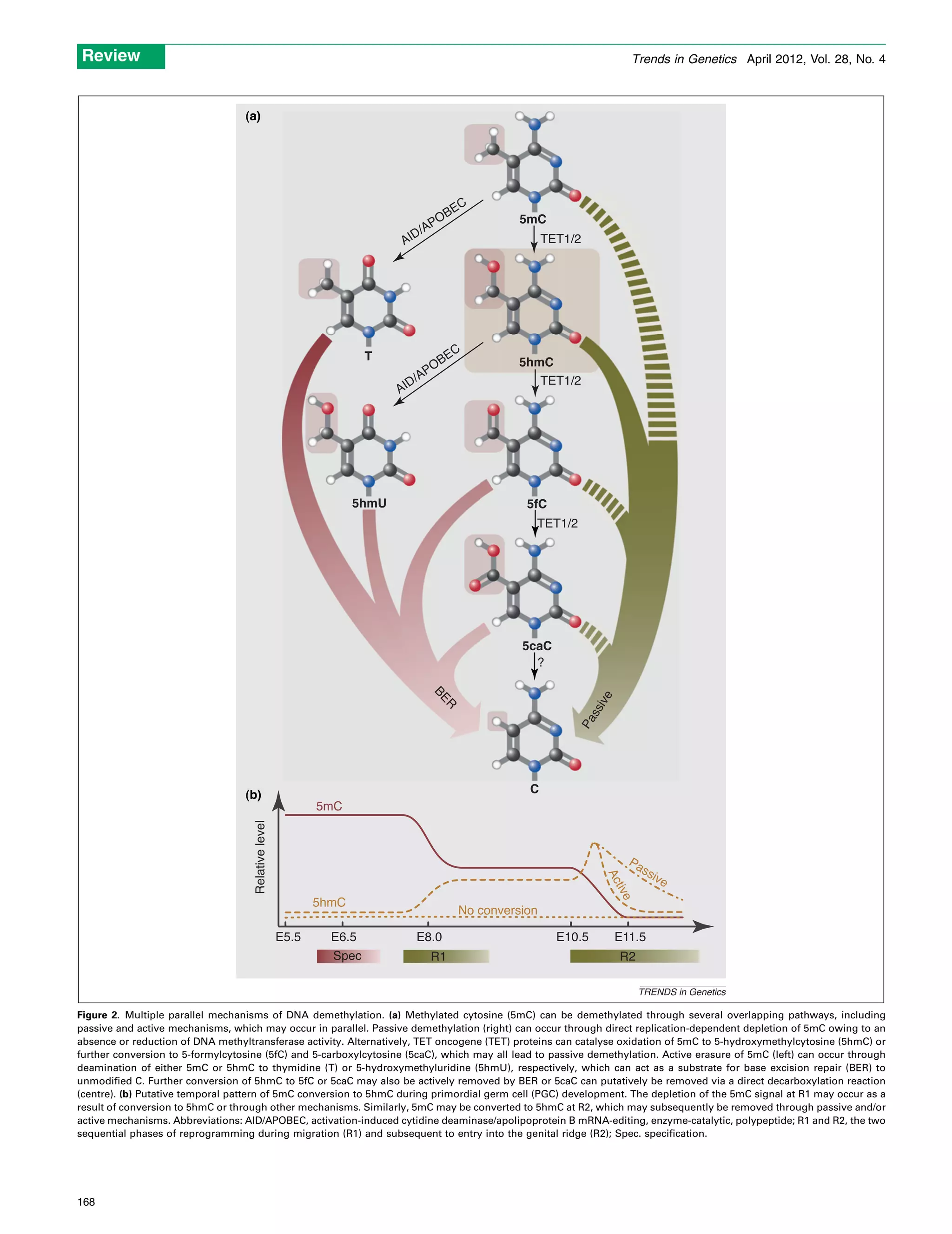 Parallel mechanisms of epigenetic reprogramming in the germline | PDF
