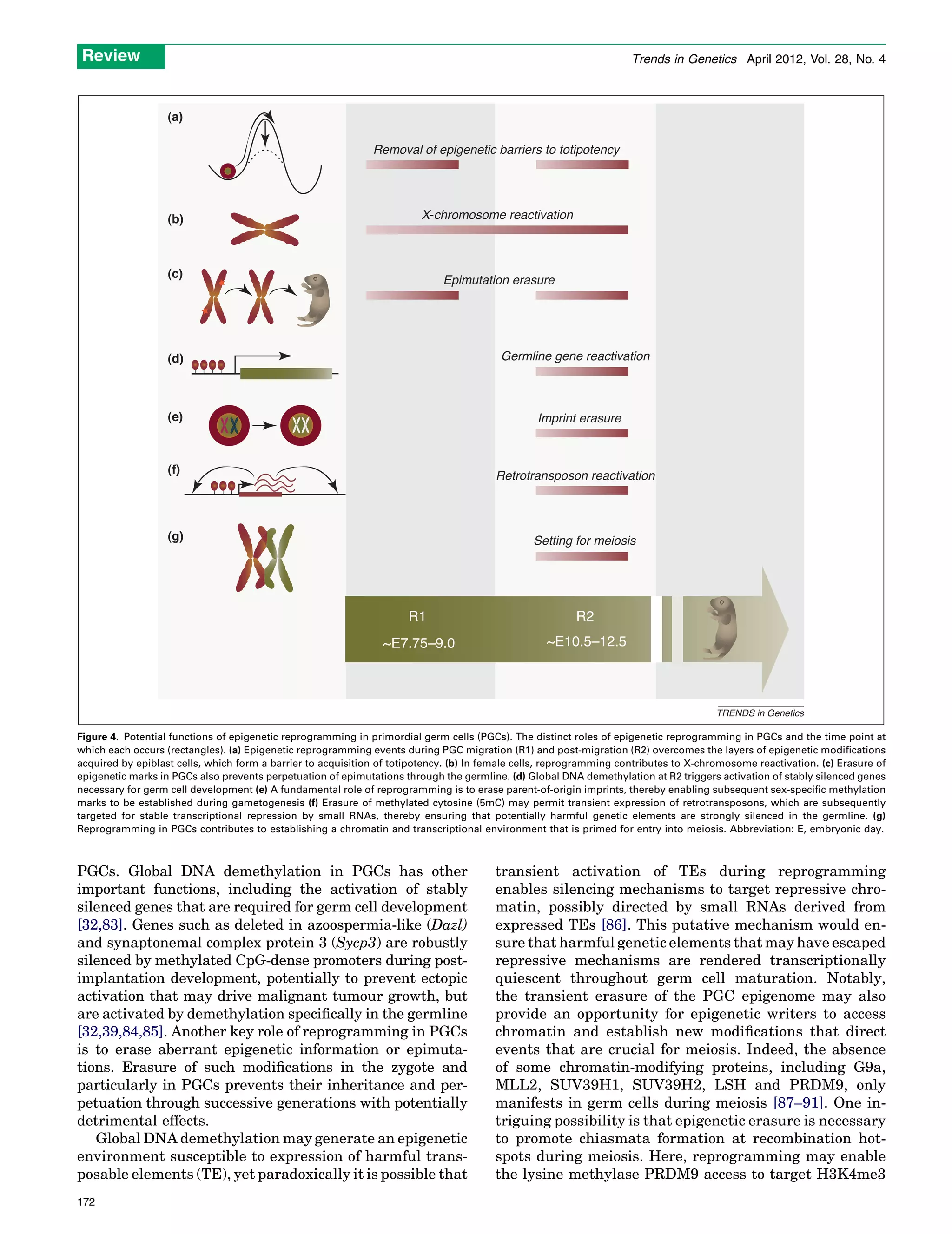 Parallel mechanisms of epigenetic reprogramming in the germline | PDF