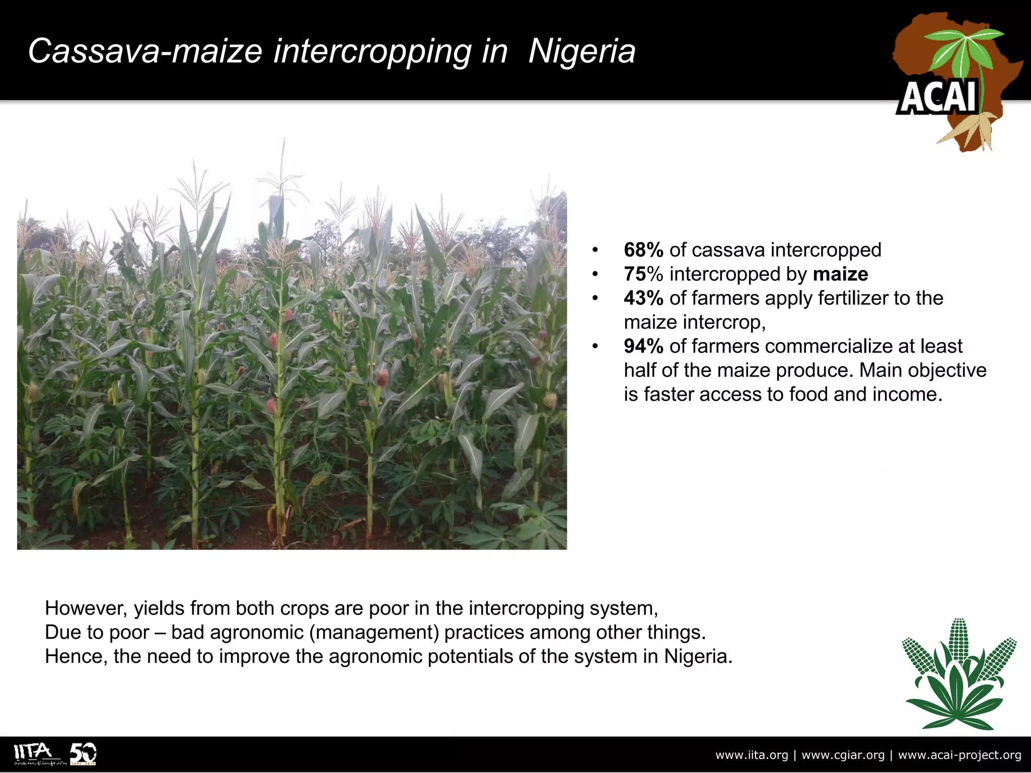 Parallel session 2 5 improved cassavamaize intercropping systems ...
