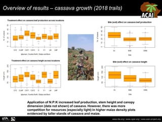 Parallel session 2 5 improved cassavamaize intercropping systems ...