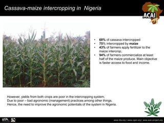 Parallel session 2 5 improved cassavamaize intercropping systems ...