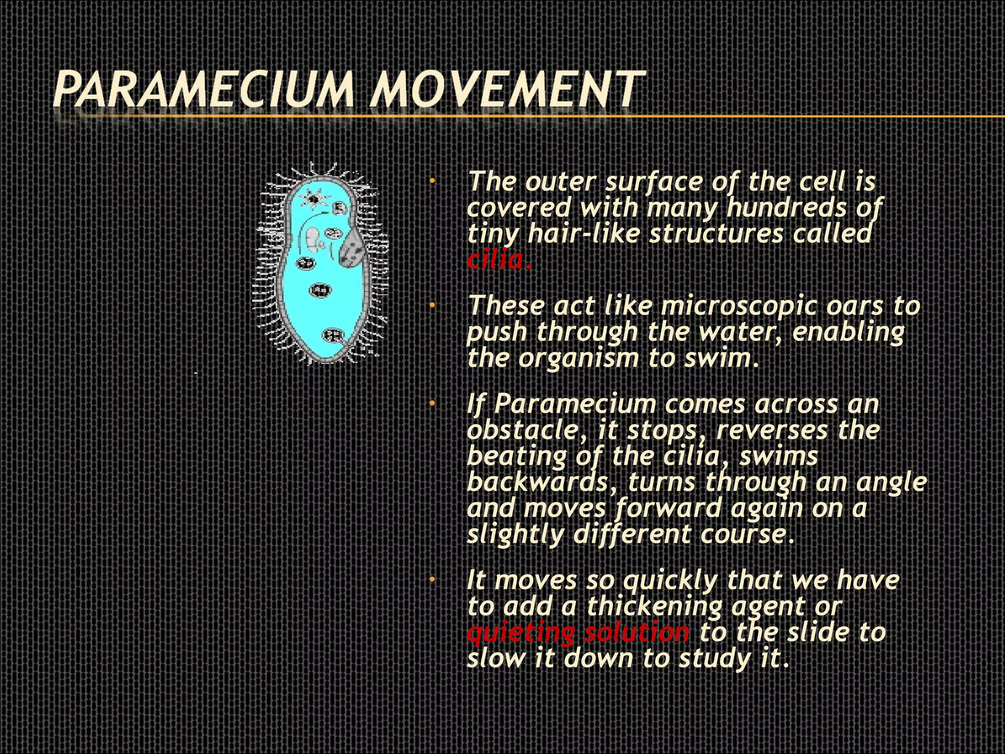 Paramecium | PPT