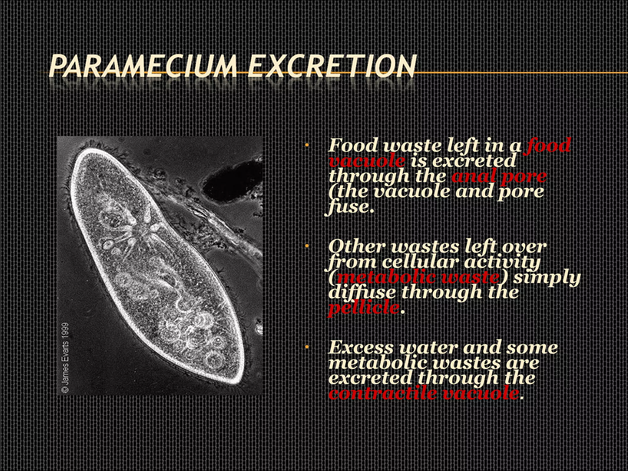 Paramecium | PPT