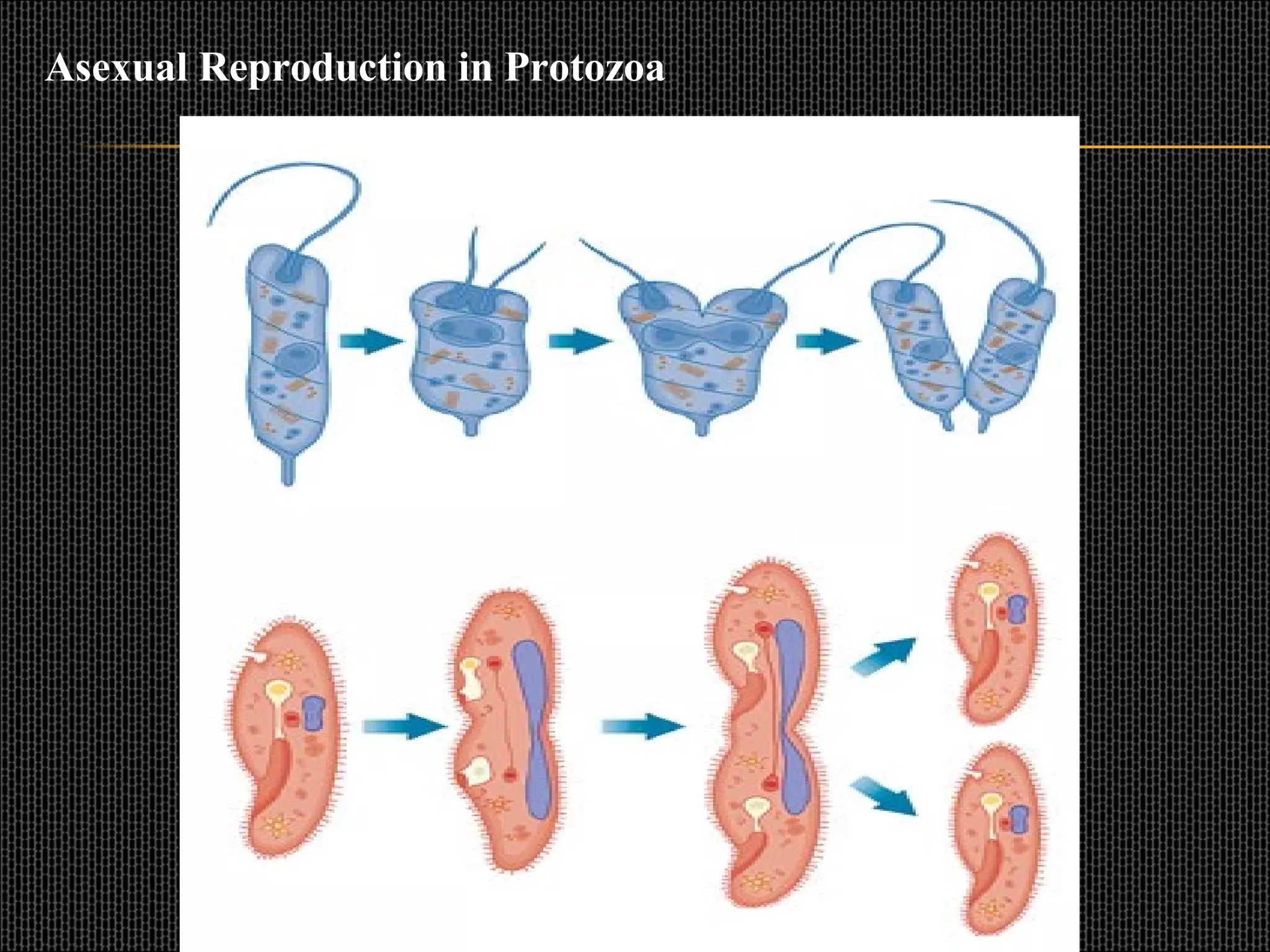 Paramecium | PPT