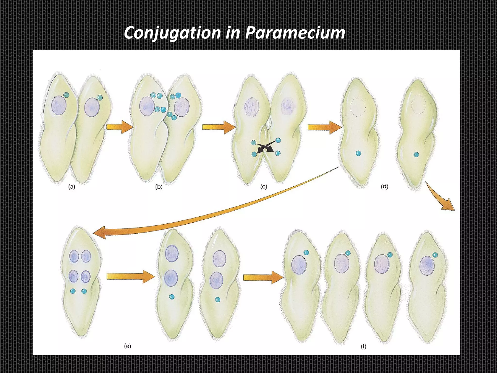 Paramecium | PPT