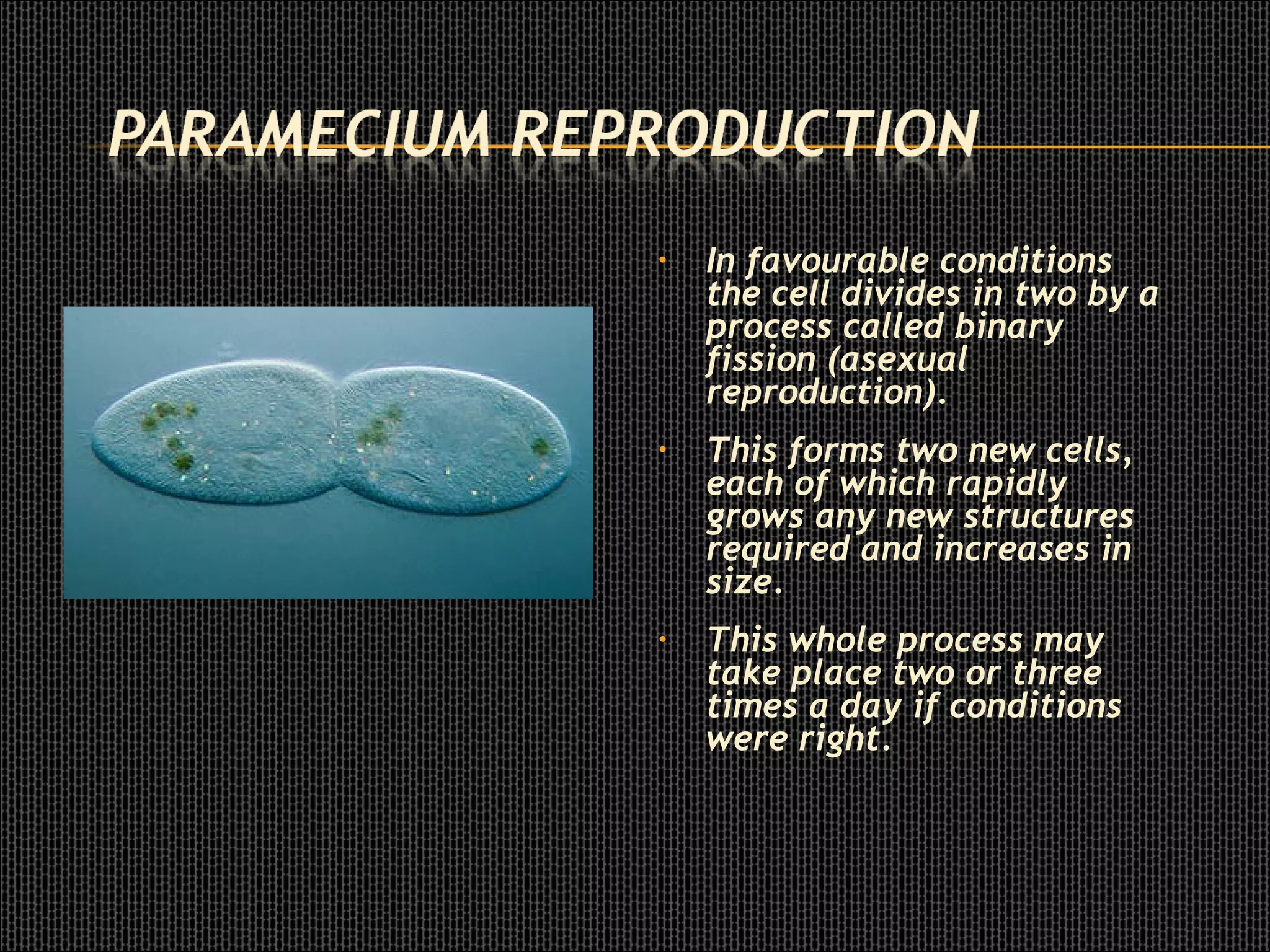 Paramecium | PPT