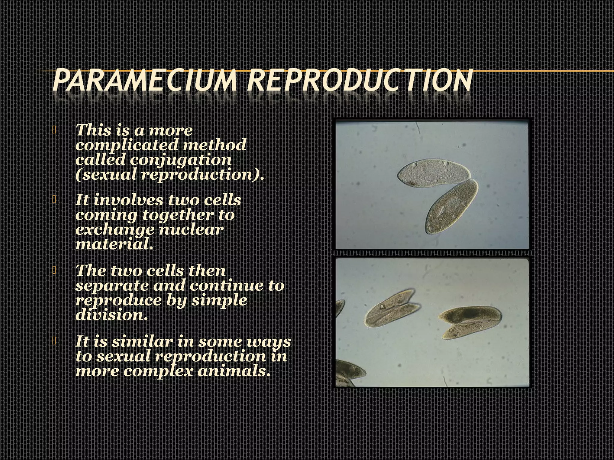 Paramecium | PPT