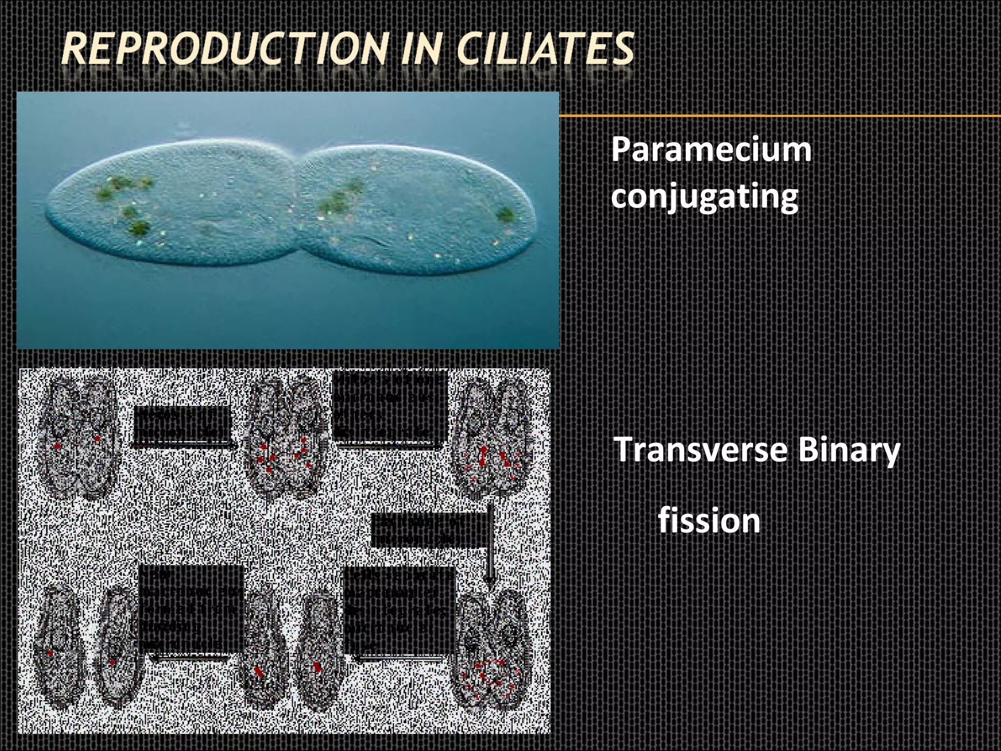 Paramecium | PPT